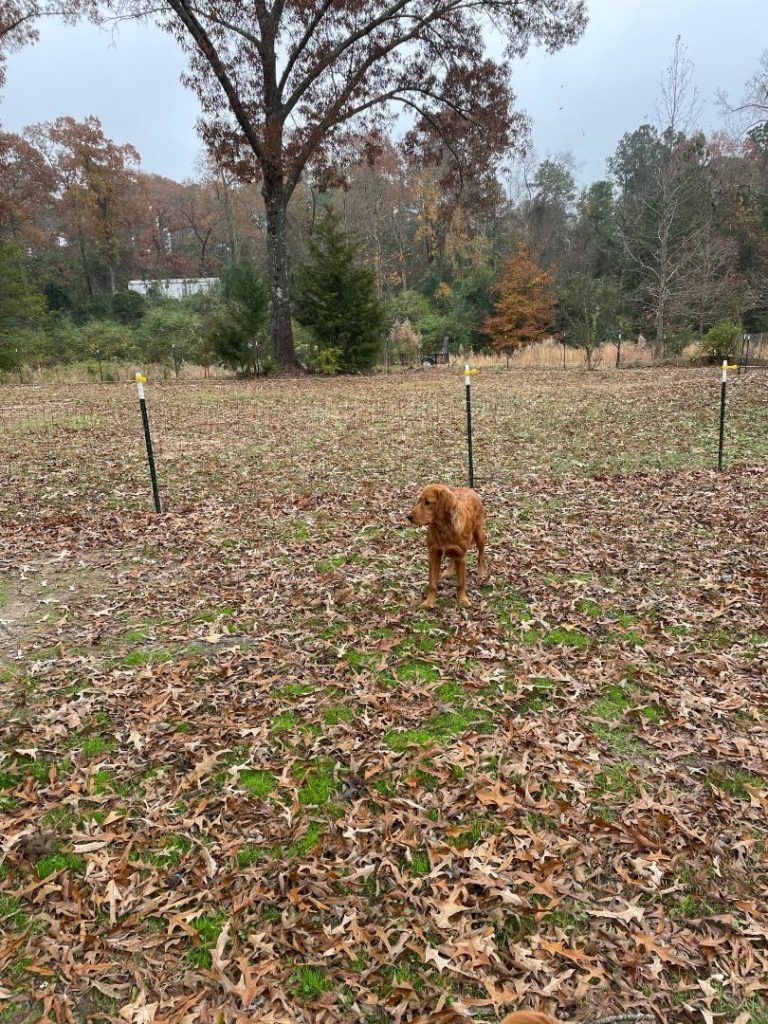 Laverne DeFazio – Big Lake Golden Retrievers