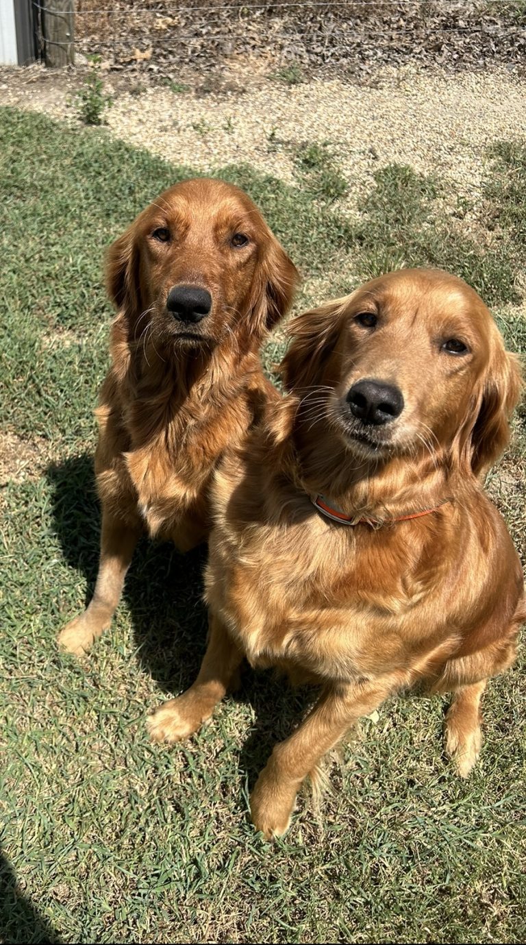 Big Lake Golden Retrievers – Golden Retriever Puppies Louisiana